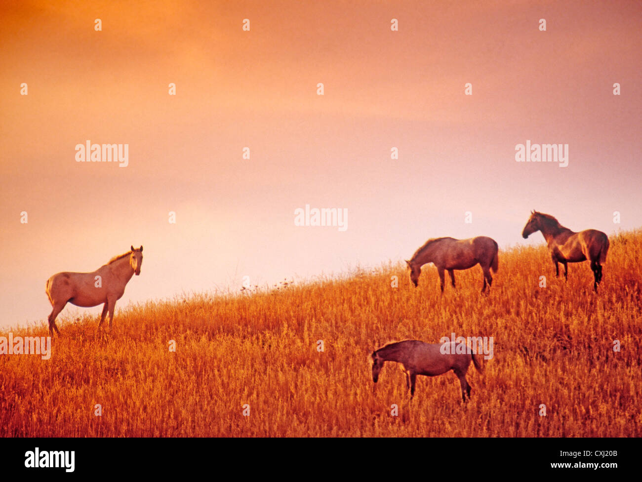 Caballos pastando hi-res stock photography and images - Alamy
