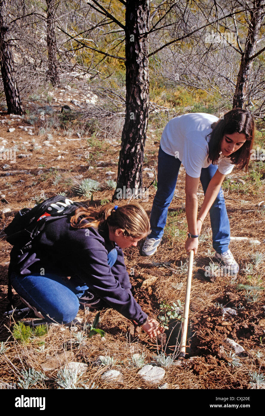 Sol forestal hi-res stock photography and images - Alamy