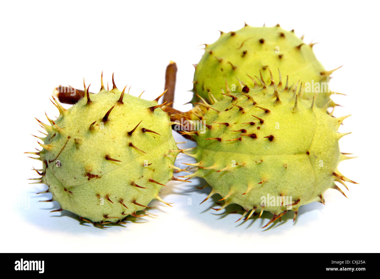 Chestnut brown hi-res stock photography and images - Alamy