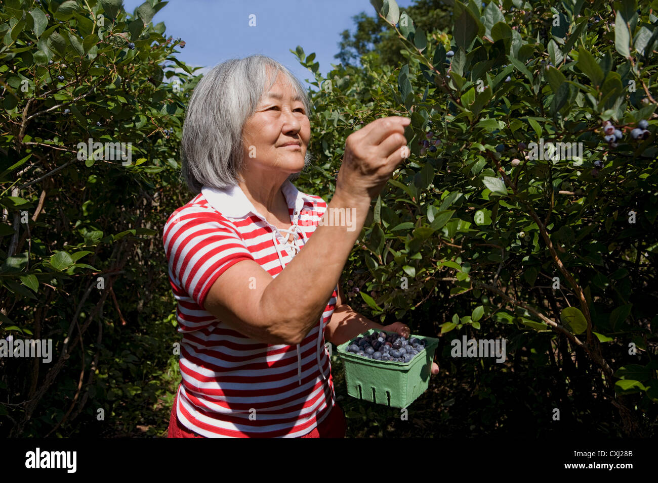 Senior asian woman picking blueberries Stock Photo - Alamy