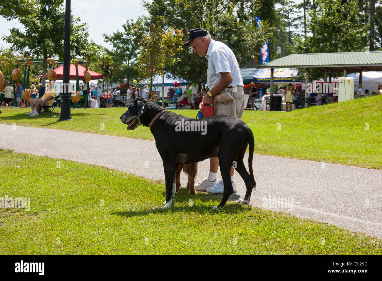 Man Walking Dogs Stock Photo - Alamy