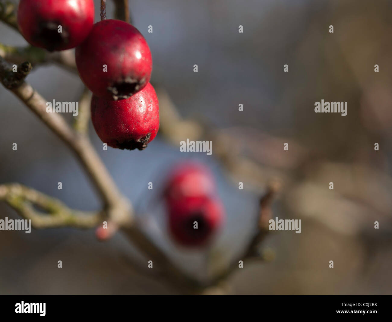 Common hawthorn or single-seeded hawthorn (Crataegus monogyna) fruit ...