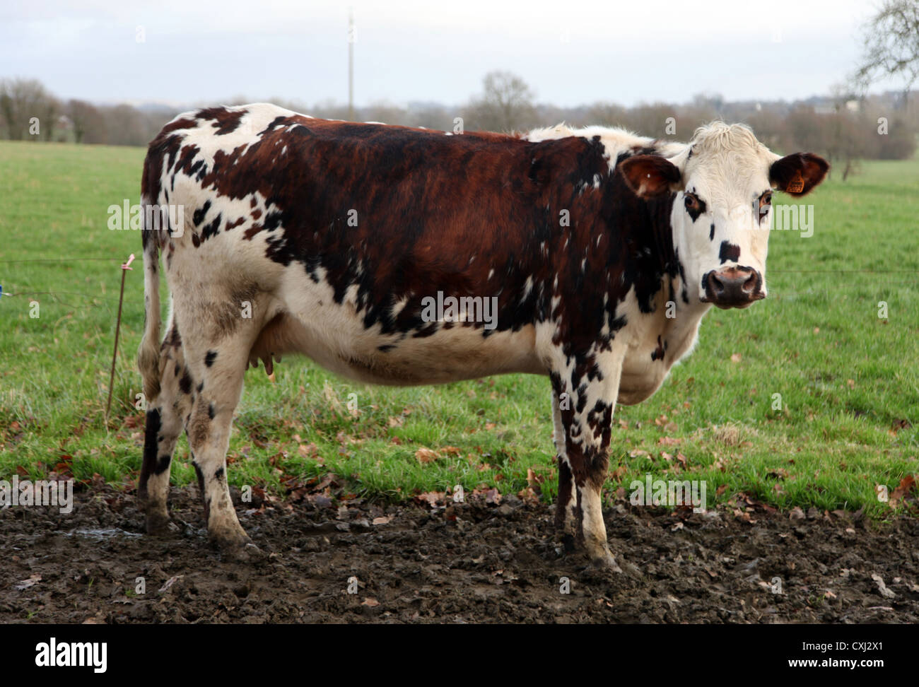 It's a photo of a Normand Cow in a grass field in Normandy, West of ...