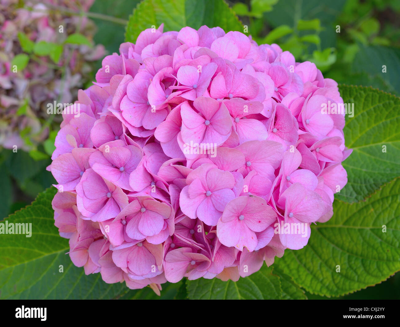 Pink hydrangea blossom Stock Photo - Alamy