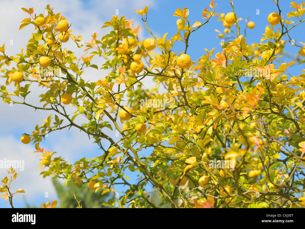 Trifoliate orange bitter orange hardy orange fruits Poncirus trifoliata ...
