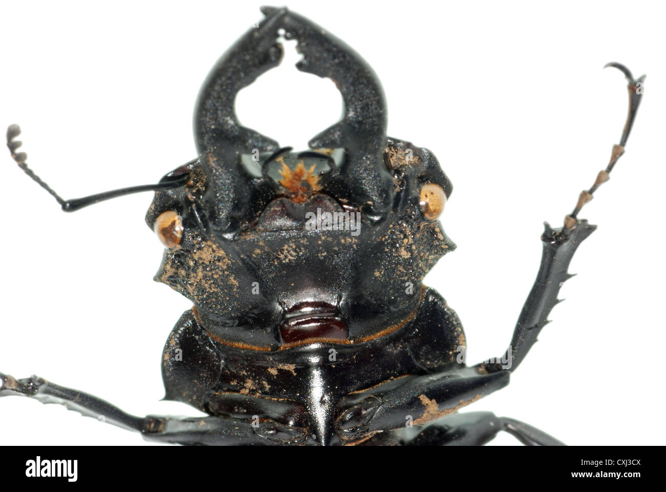 Touching an insect hi-res stock photography and images - Alamy