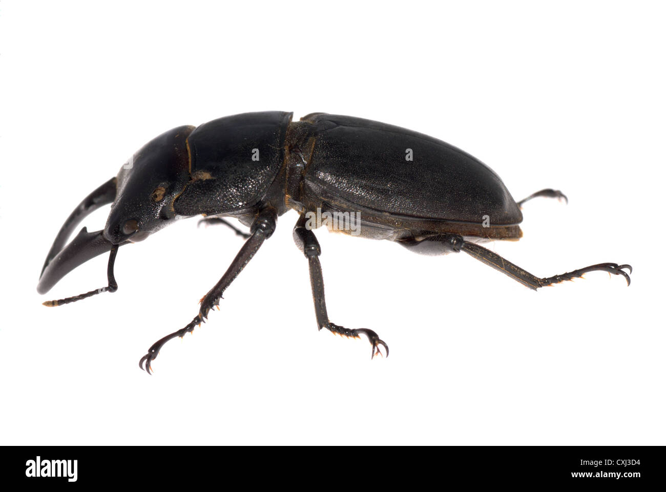 stag beetle isolated Stock Photo - Alamy