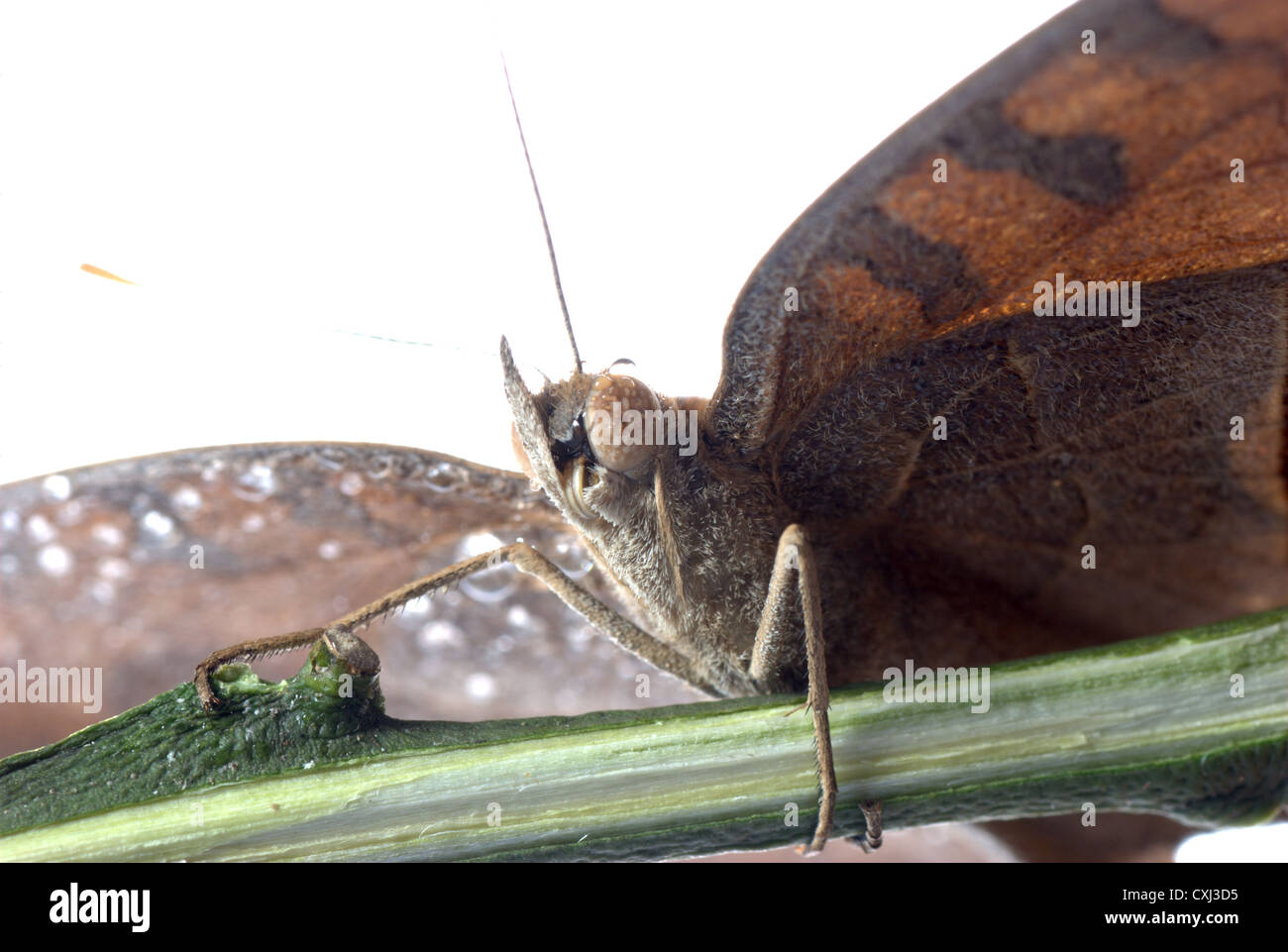 peacock pansy butterfly, Junonia almana Stock Photo - Alamy