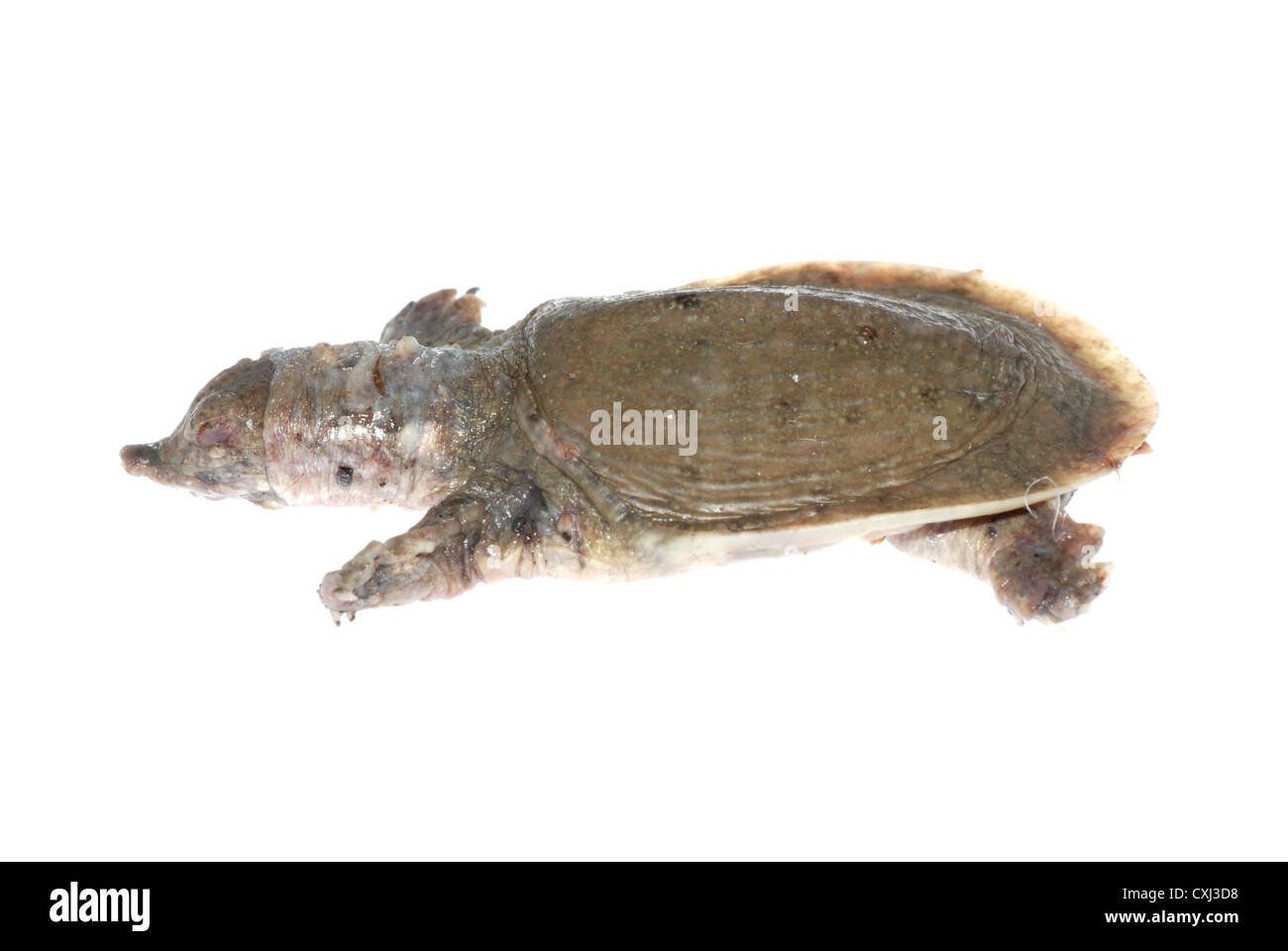 turtle dead of white spot disease Stock Photo - Alamy