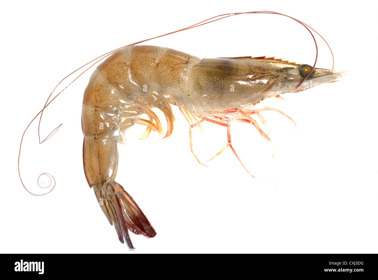 Macro shot fresh sea Cut Out Stock Images & Pictures - Alamy