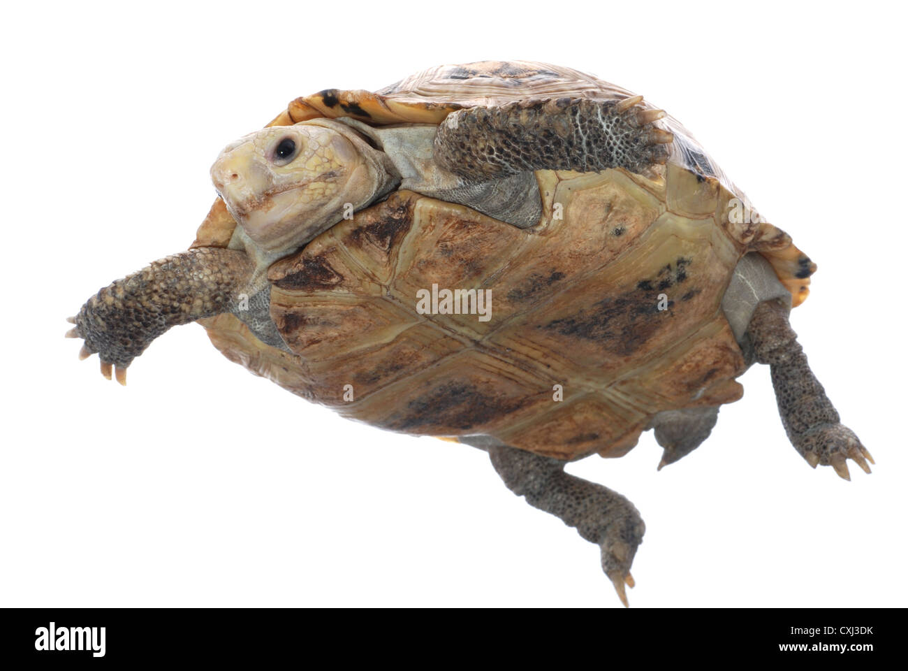 animal turtle tortoise Stock Photo - Alamy