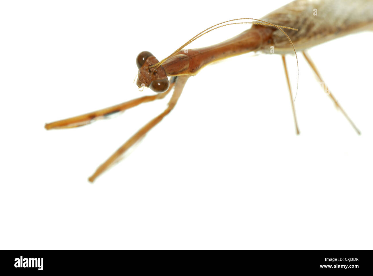 Praying mantis looking with one eye hi-res stock photography and images ...