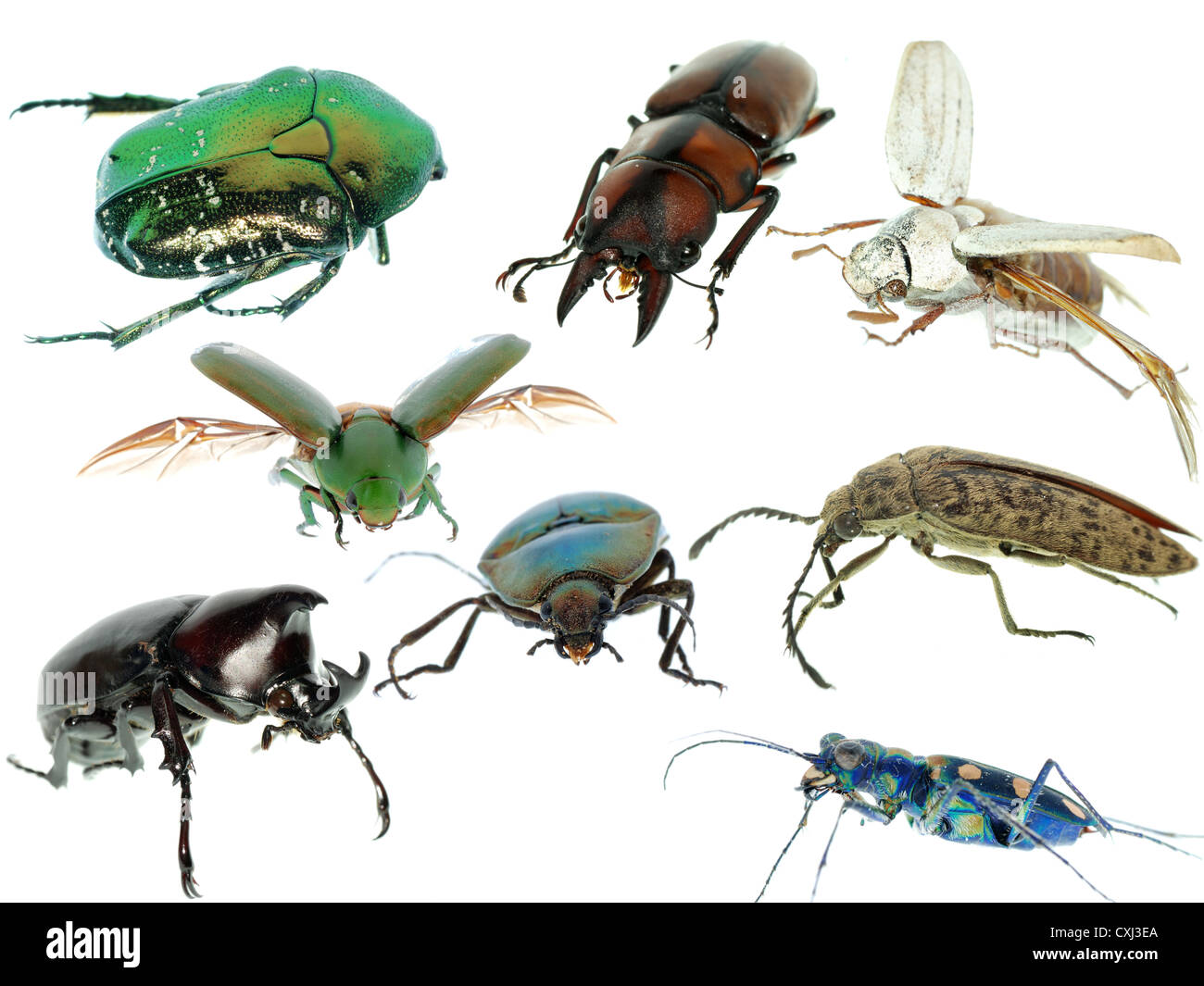 insect beetle collection set Stock Photo - Alamy