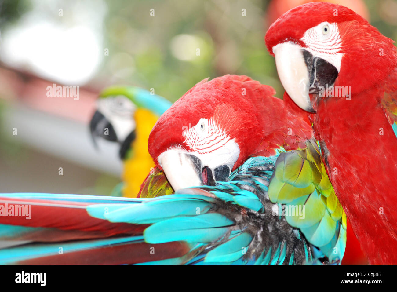 Macaw tongue hi-res stock photography and images - Alamy