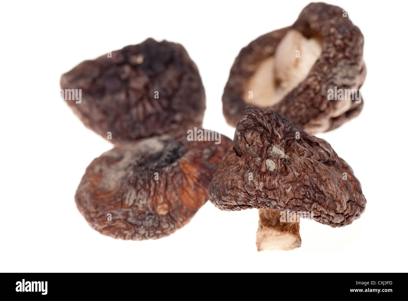 Wild black mushroom hi-res stock photography and images - Alamy