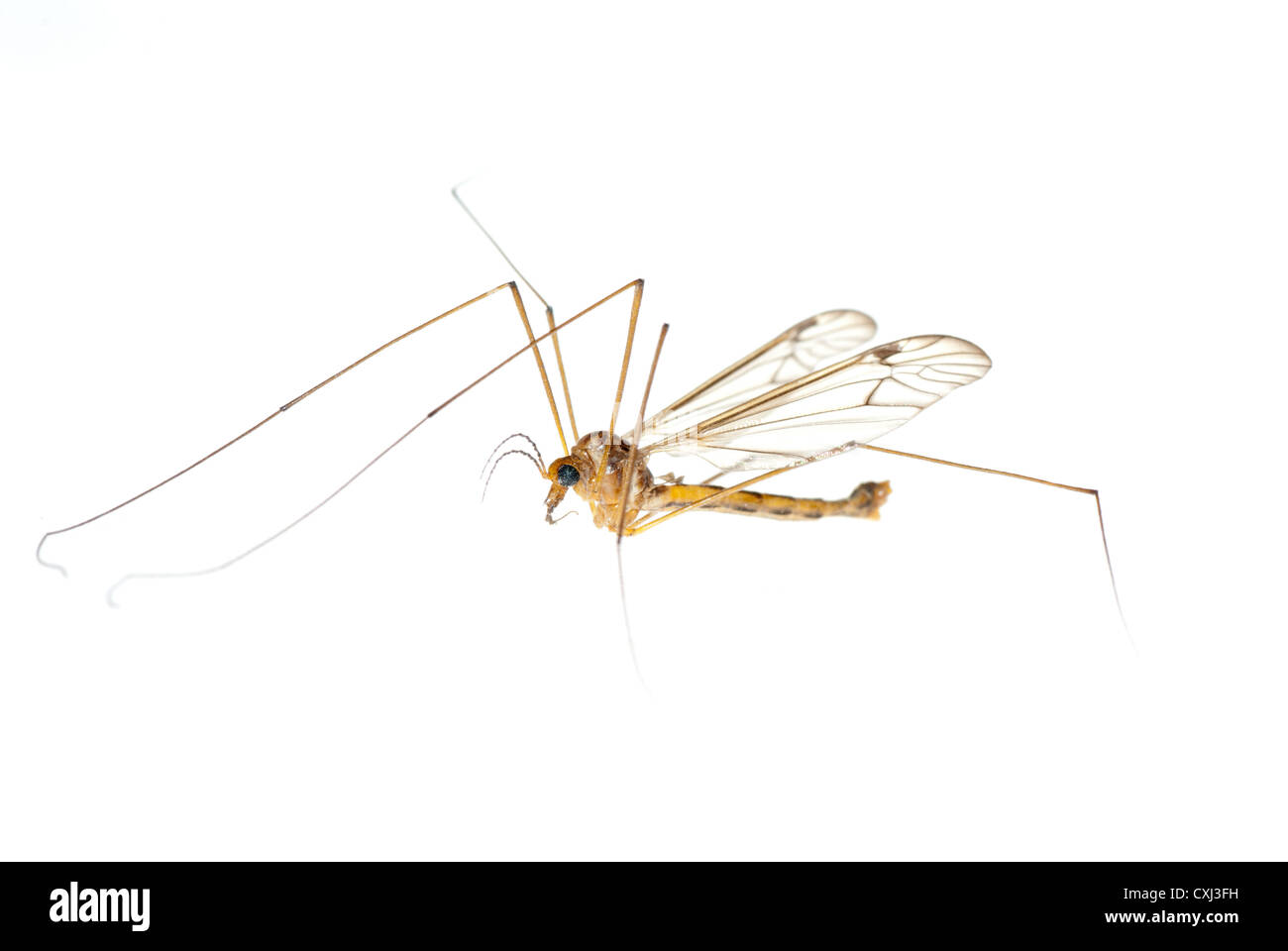 Spider crane hi-res stock photography and images - Alamy