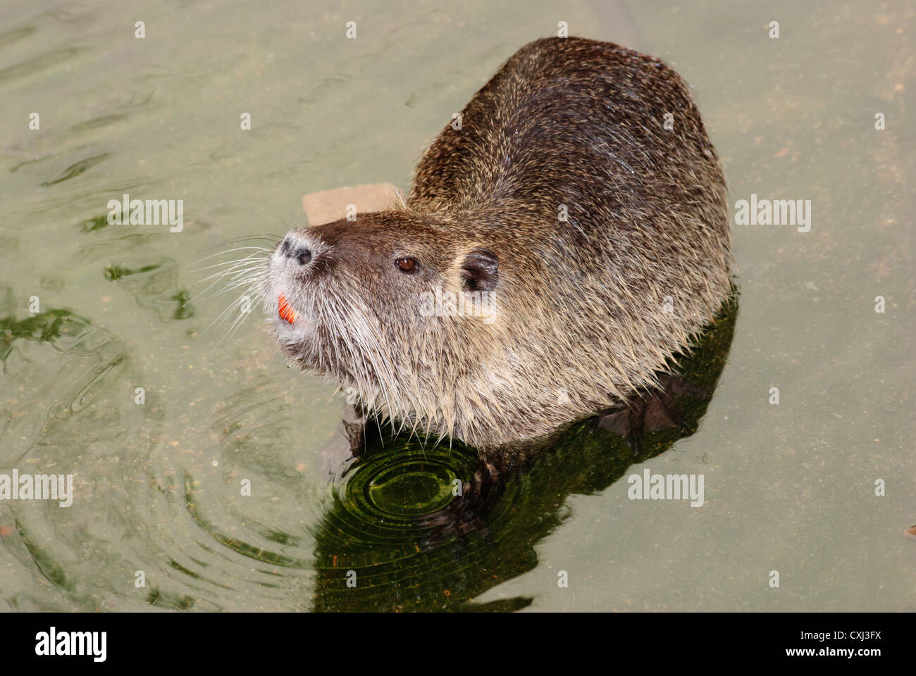 wild animal nutria rat close up Stock Photo - Alamy