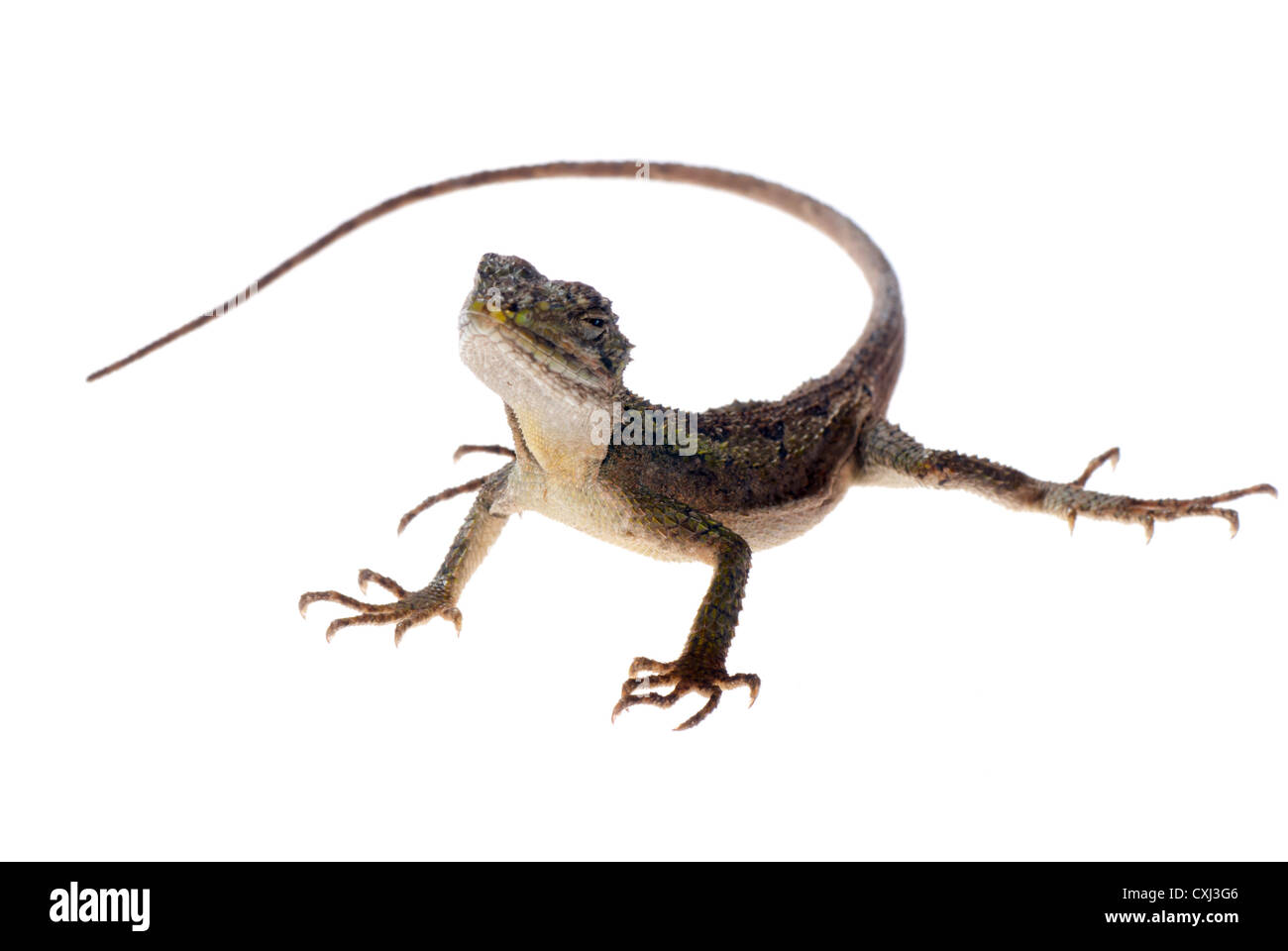 animal lizard Chinese tree dragon isolated Stock Photo - Alamy