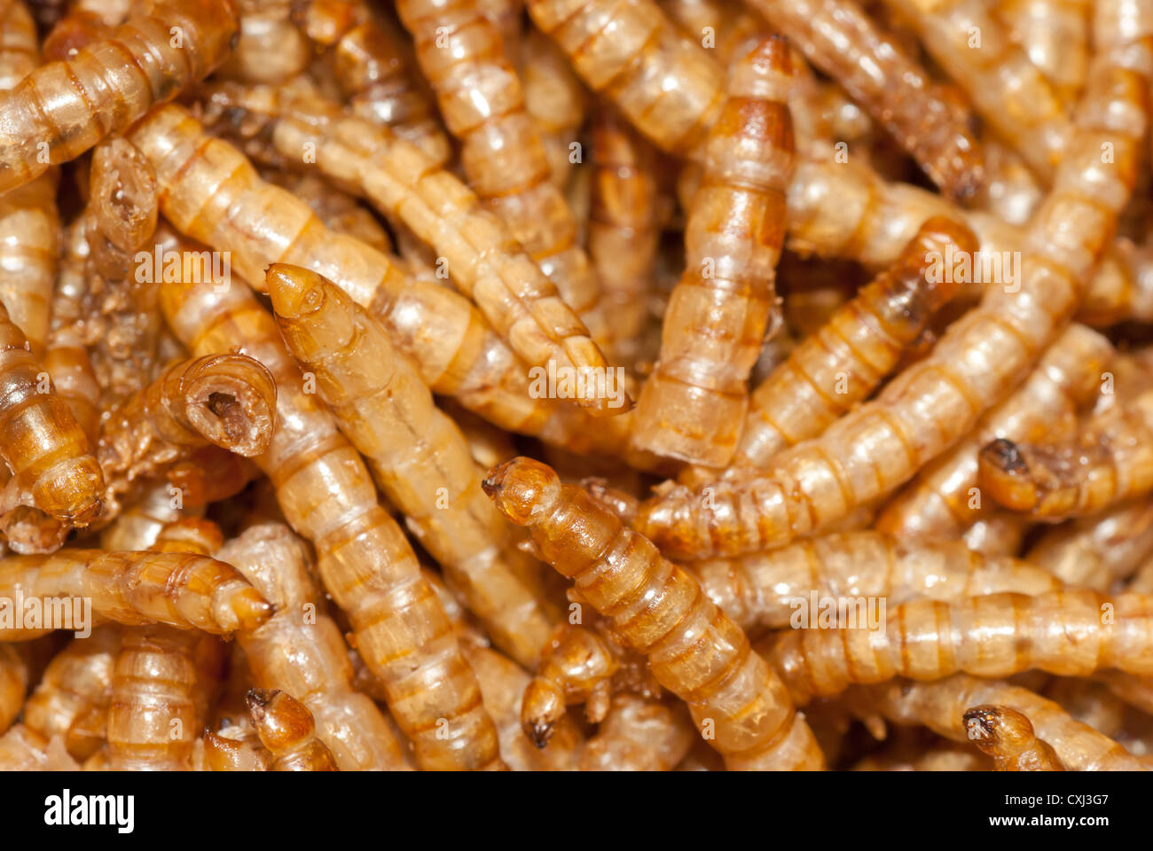 Yellow dung beetle hi-res stock photography and images - Alamy