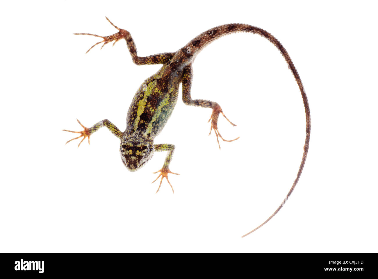 animal lizard Chinese tree dragon Stock Photo - Alamy