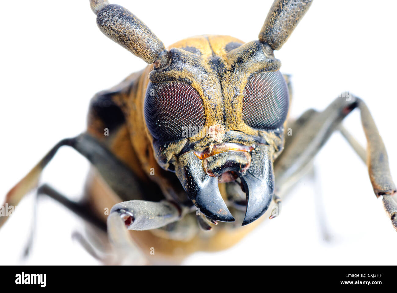 Insec hi-res stock photography and images - Alamy