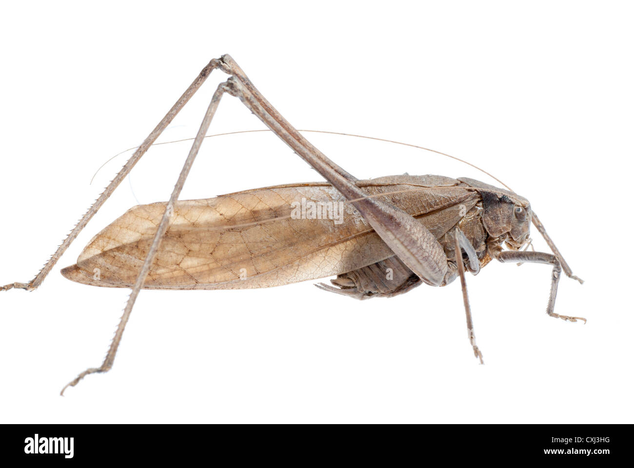 Brown katydid hi-res stock photography and images - Alamy