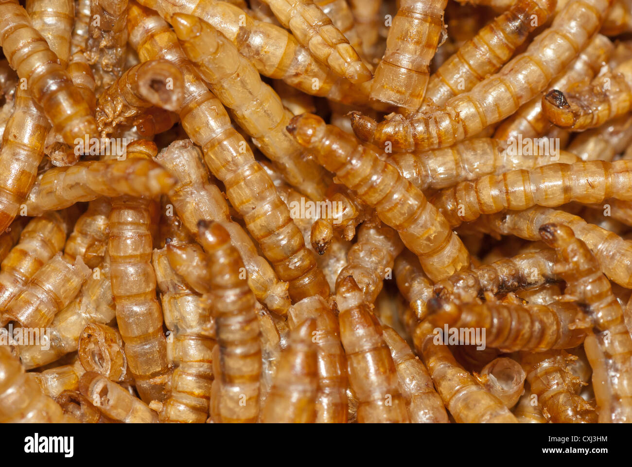 Flour worms hi-res stock photography and images - Alamy
