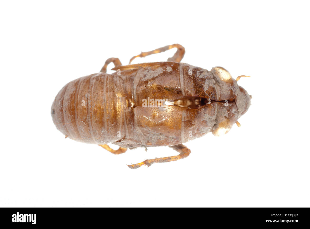 insect cicada molt Stock Photo - Alamy