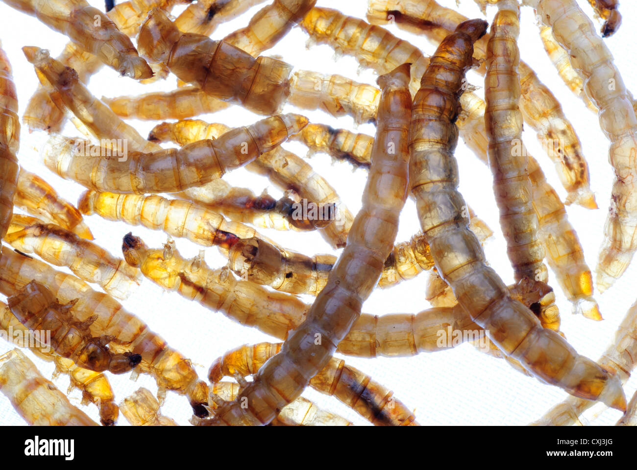 Dung beetle larva hi-res stock photography and images - Alamy