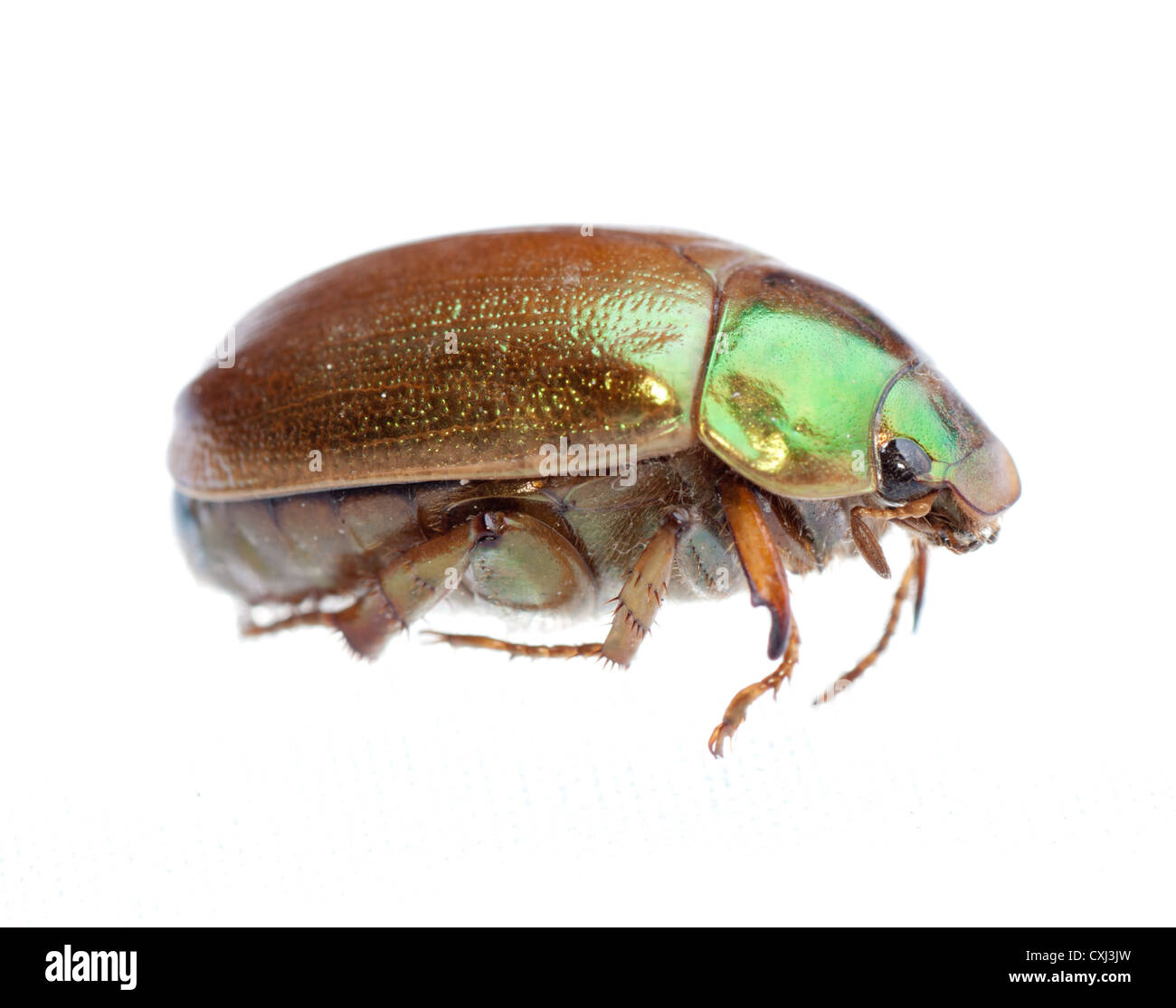 Insect scarab beetle hi-res stock photography and images - Alamy