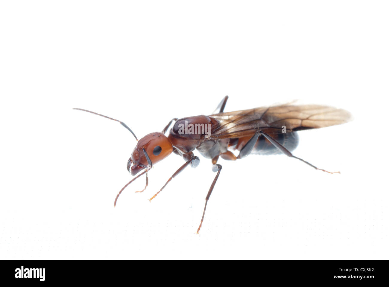 Ant queen abdomen hi-res stock photography and images - Alamy
