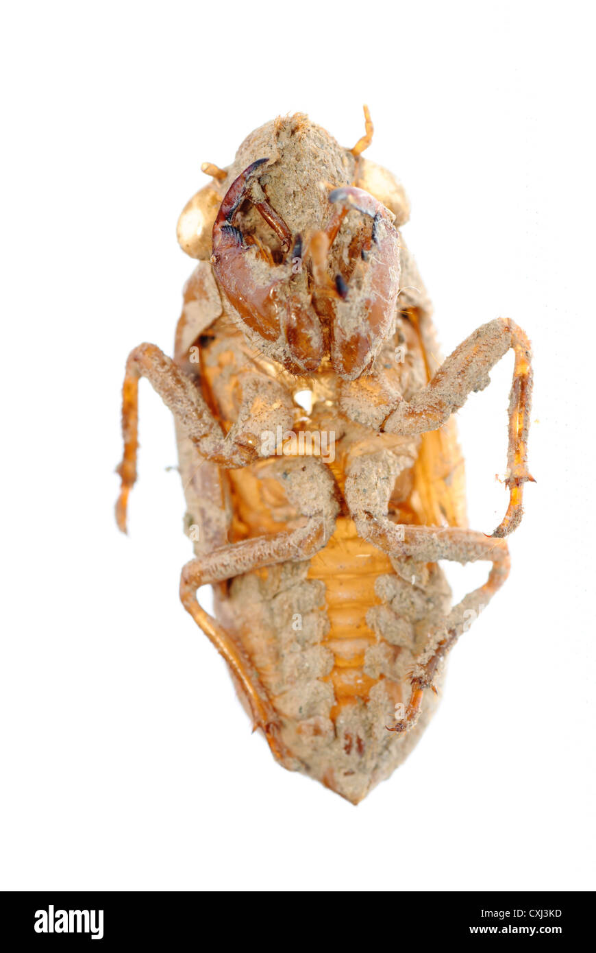 insect cicada molt Stock Photo - Alamy