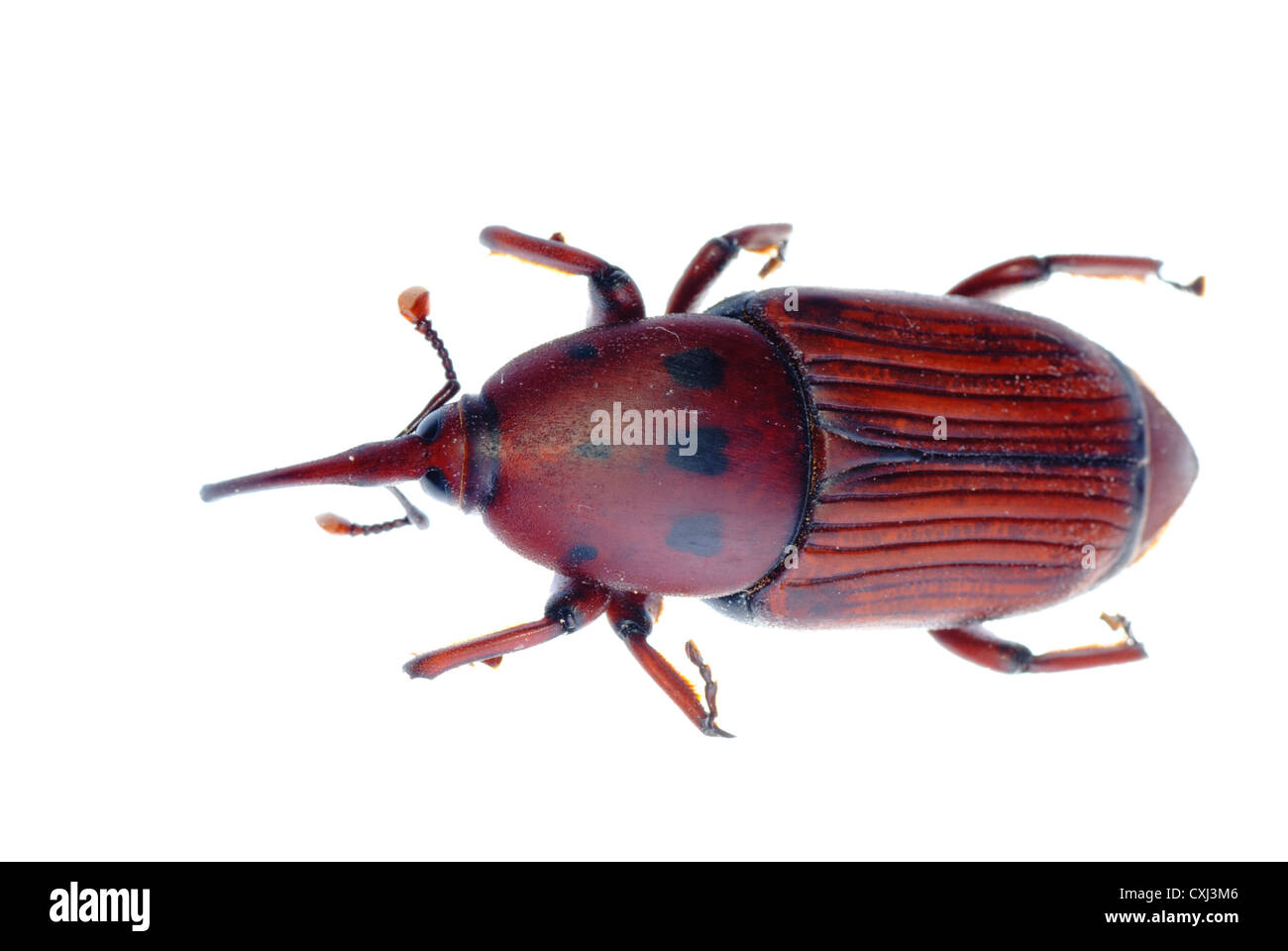 insect weevil snout beetle Stock Photo - Alamy