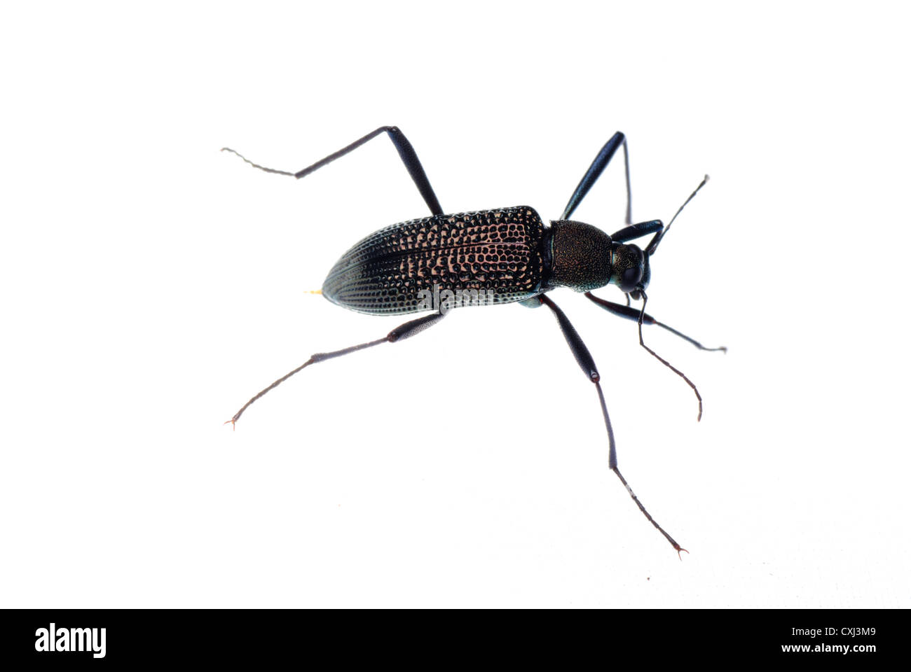 Ground insect hi-res stock photography and images - Alamy