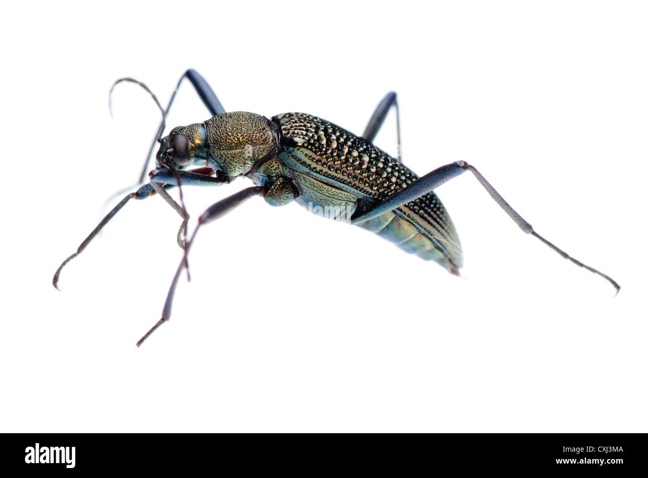 insect ground beetle Stock Photo - Alamy