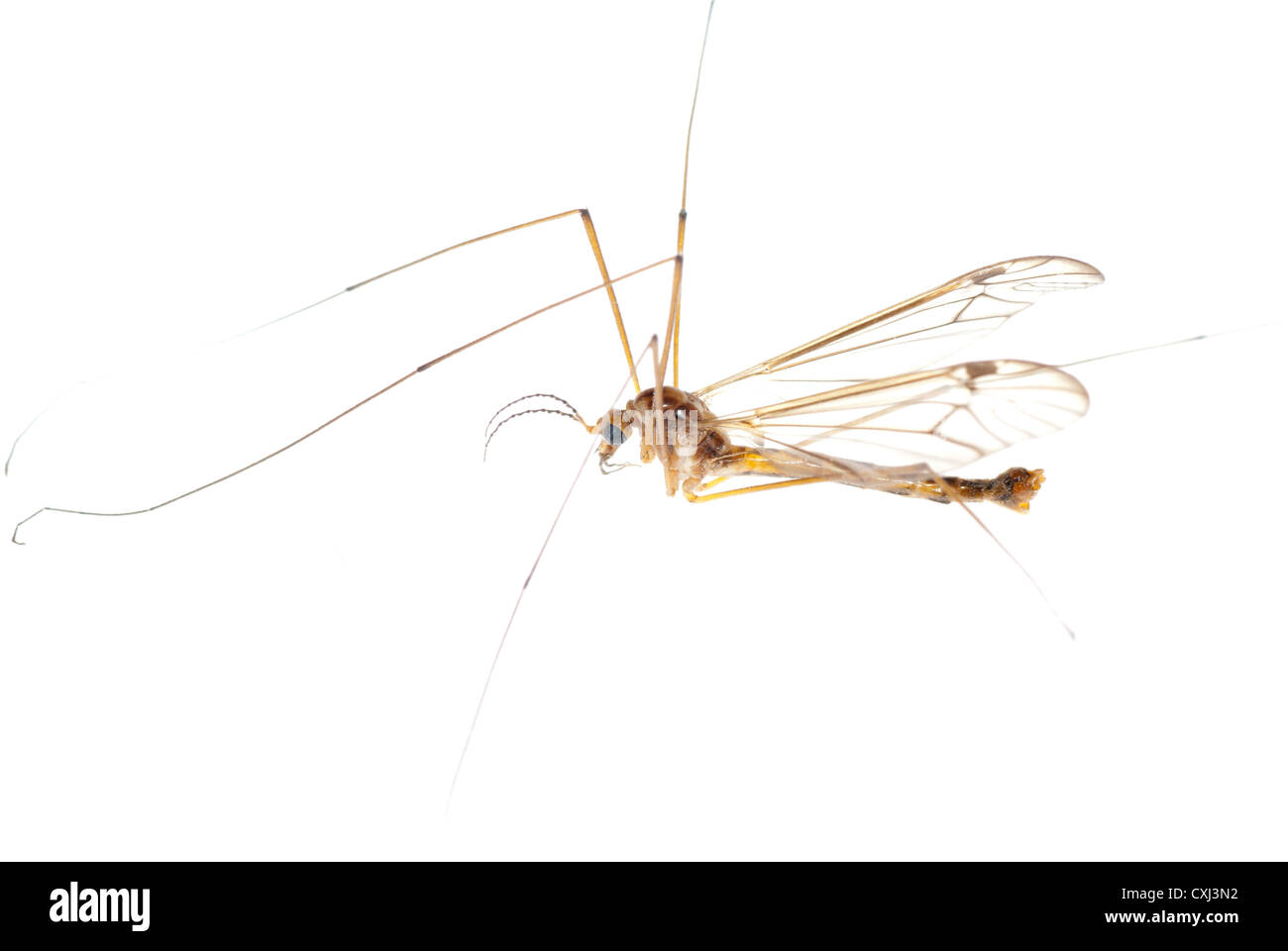 Spider Crane High Resolution Stock Photography and Images - Alamy