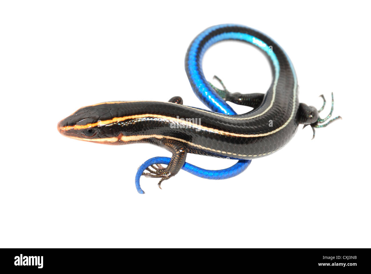 Baby skink hi-res stock photography and images - Alamy