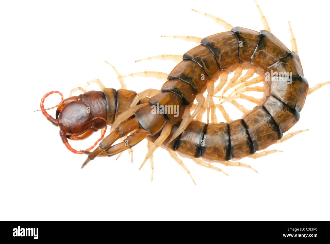poison animal centipede Stock Photo - Alamy