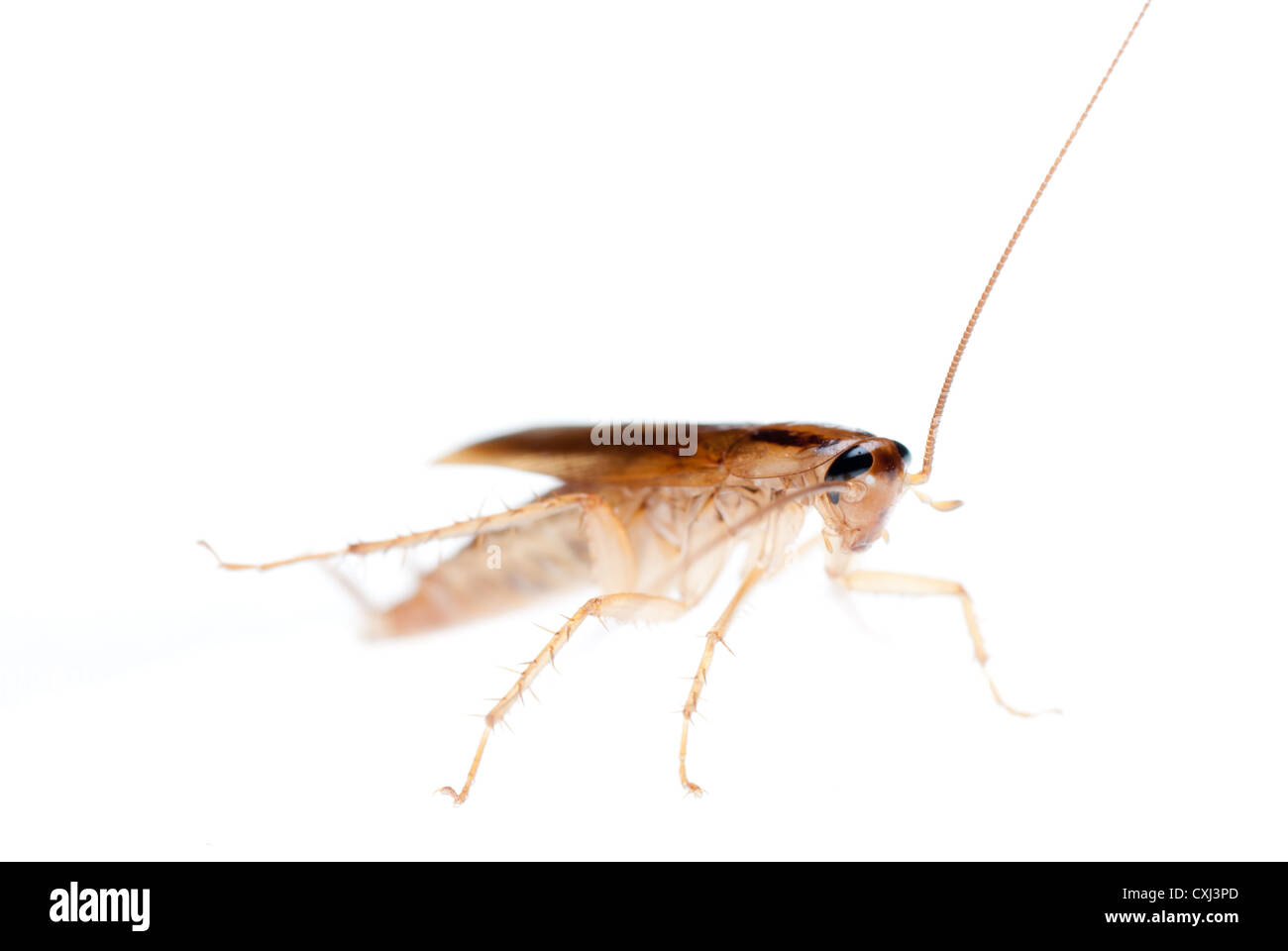 Cockroach japan hi-res stock photography and images - Alamy