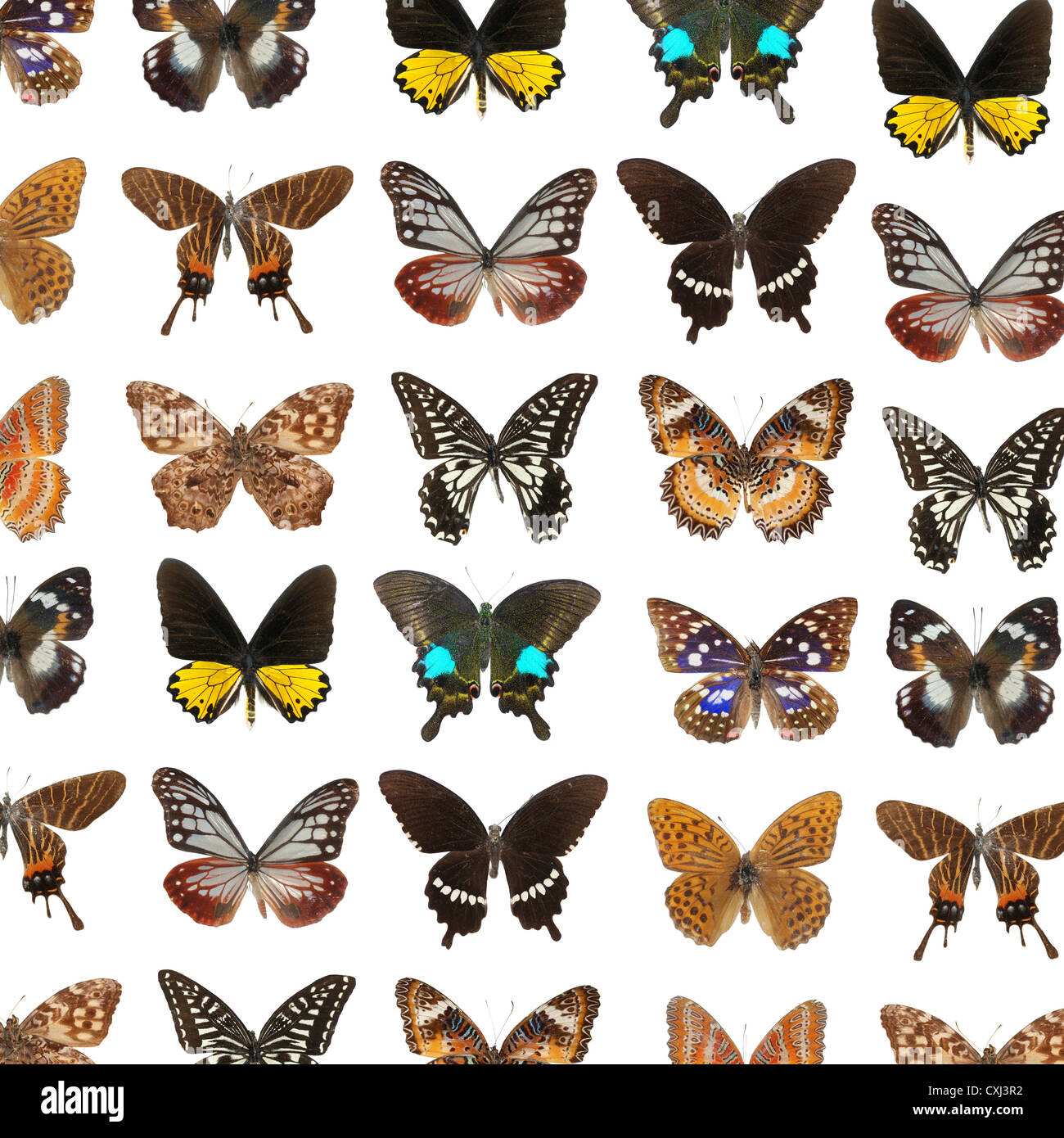 Butterfly lepidoptera hi-res stock photography and images - Alamy