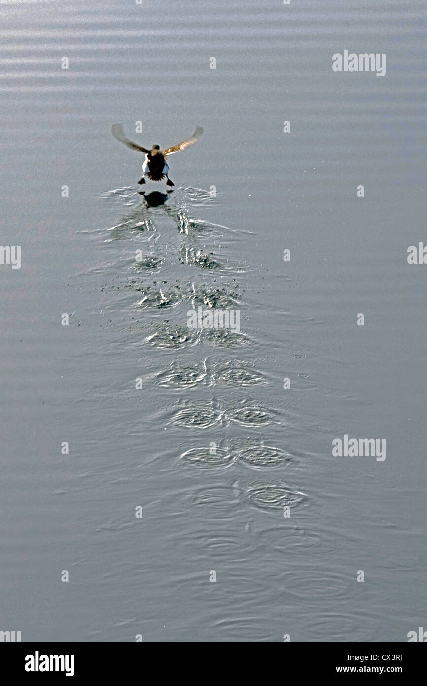 Little Auk (Alle alle) aka Dovekie taking off from surface of water ...