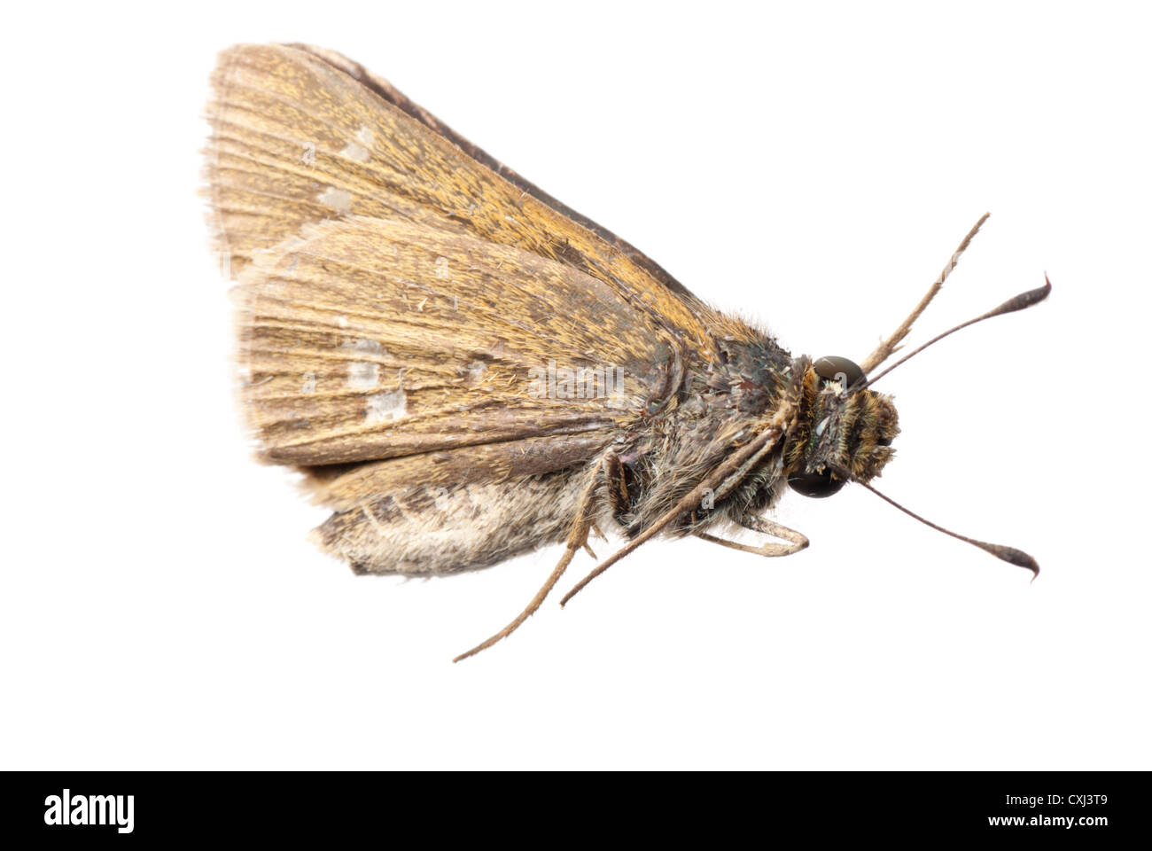 butterfly side view Stock Photo - Alamy