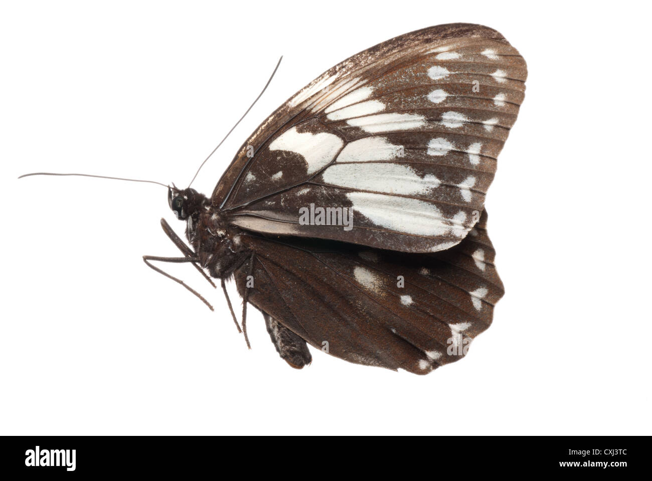 butterfly side view Stock Photo - Alamy