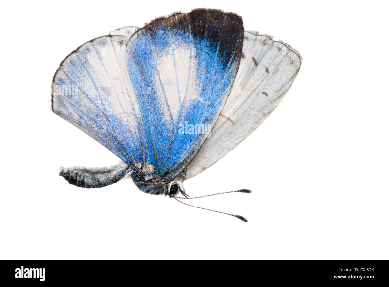 butterfly side view Stock Photo - Alamy
