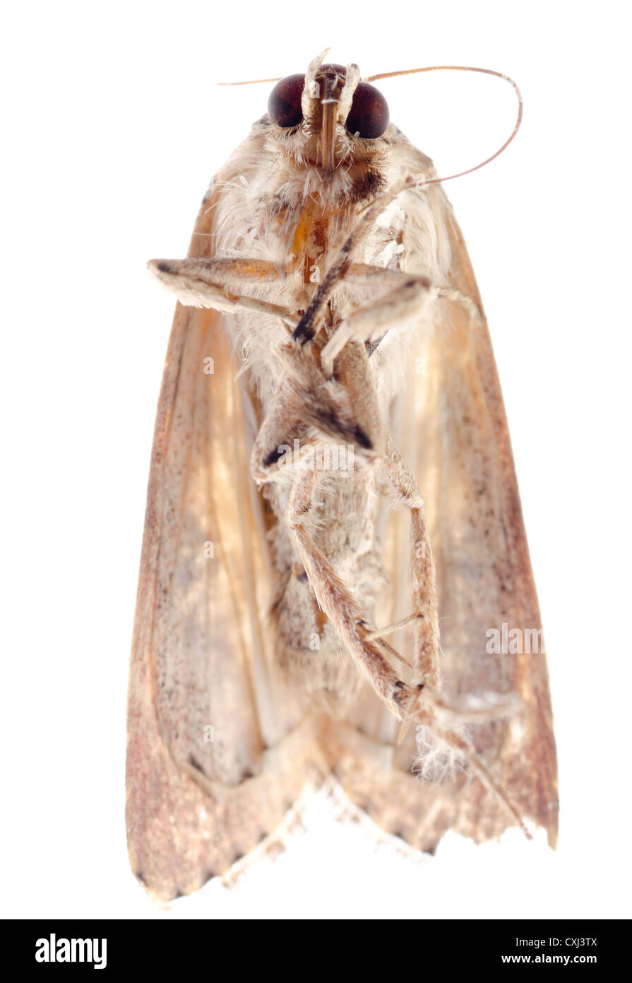 insect moth isolated Stock Photo - Alamy