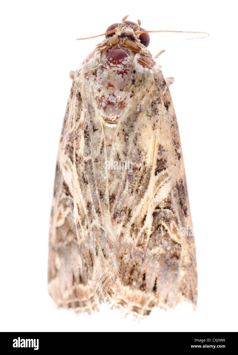 insect moth isolated Stock Photo - Alamy