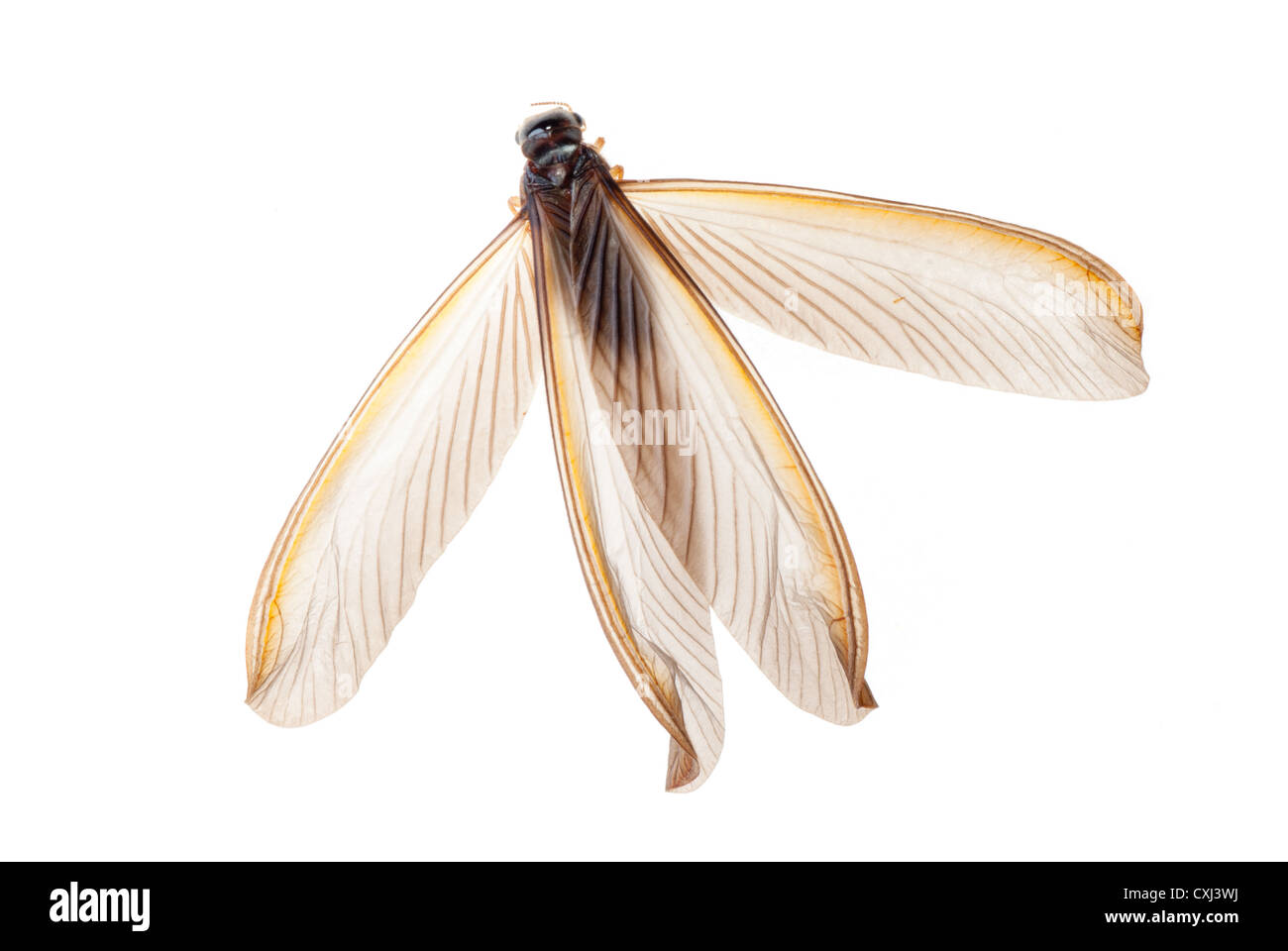 insect termite white ant Stock Photo - Alamy