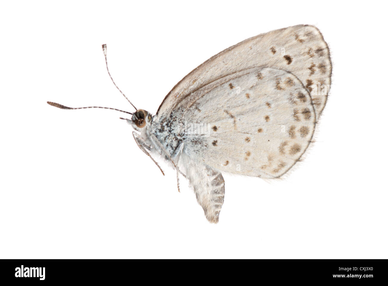 butterfly side view Stock Photo - Alamy