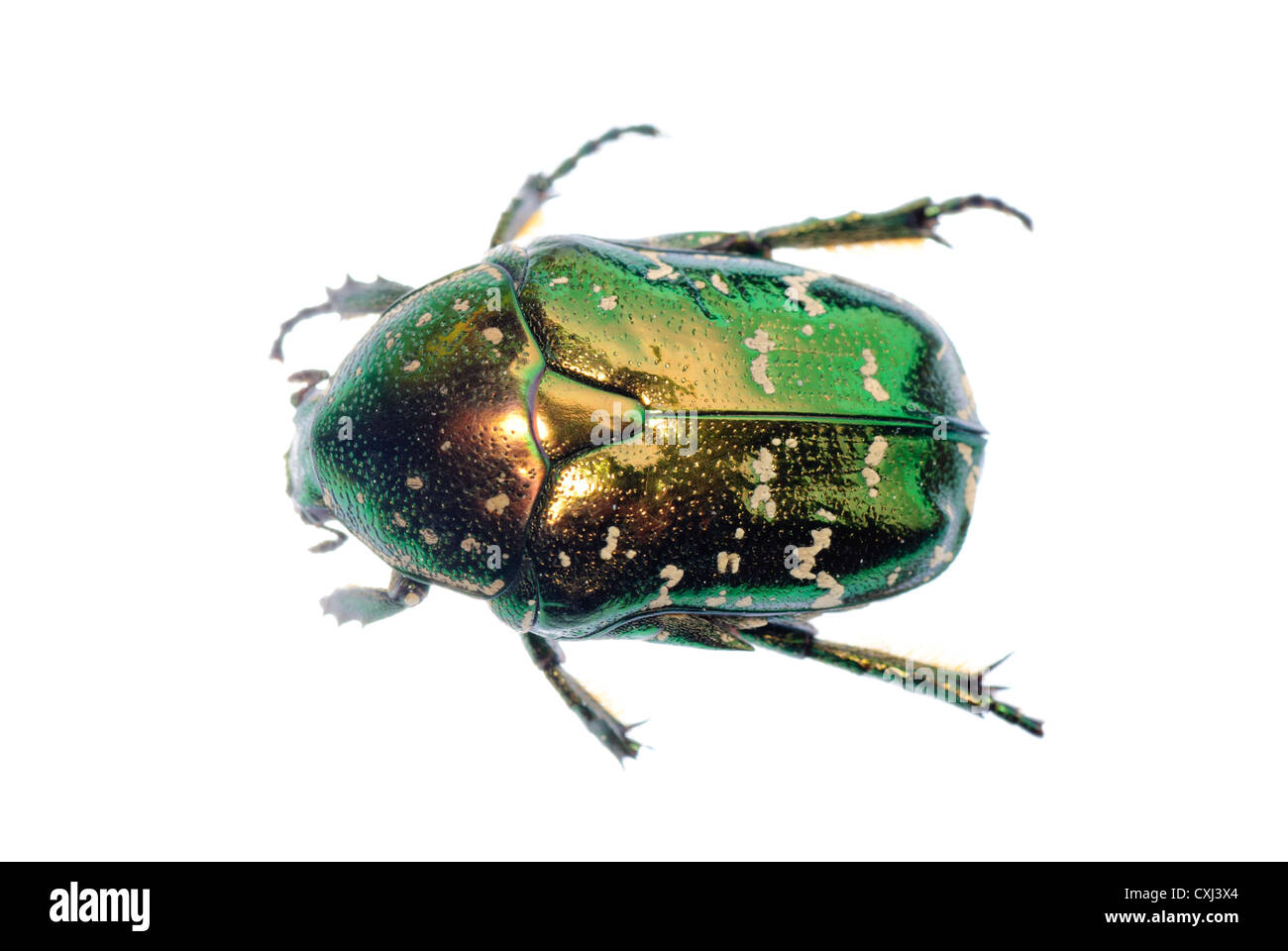 green beetle insect Stock Photo - Alamy