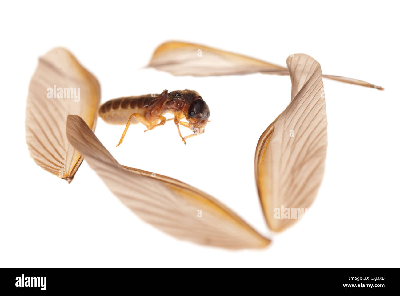 insect termite white ant Stock Photo - Alamy